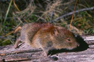 Tuff Turf Molebusters in Southern Michigan | HomePros