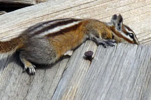 Tuff Turf Molebusters in Southern Michigan | HomePros