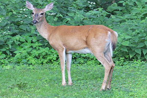 Tuff Turf Molebusters in Southern Michigan | HomePros