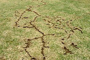 Tuff Turf Molebusters in Southern Michigan | HomePros