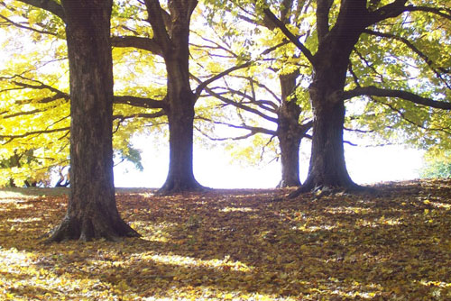 Shadywood Tree Experts & Landscaping Serving Minnetonka, MN | SaveOn